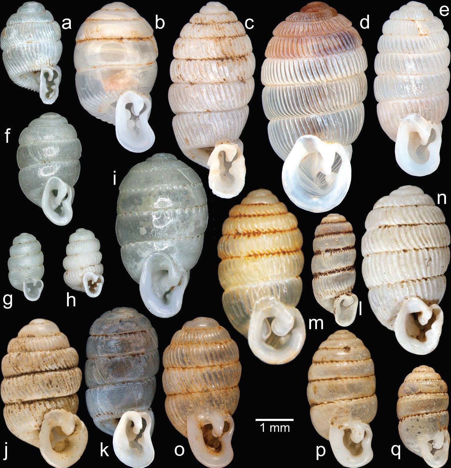 Biodiversity – DEPARTMENT OF BIOLOGY