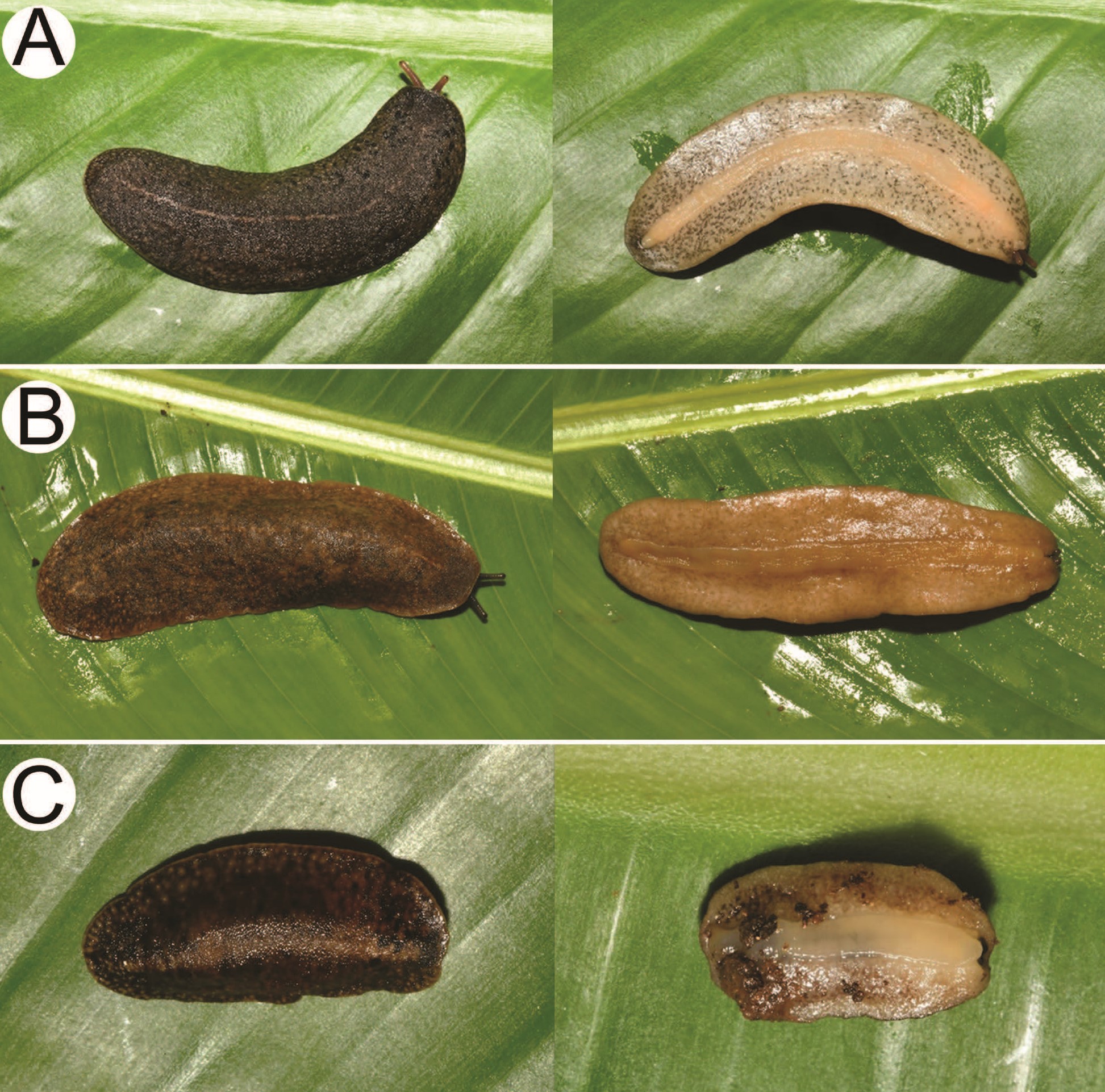Biodiversity – DEPARTMENT OF BIOLOGY